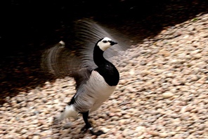 Le zone umide proteggono specie di uccelli dall'altopiano al paesaggio urbano